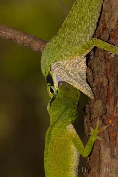 Lizard Wars! | Nature In Focus