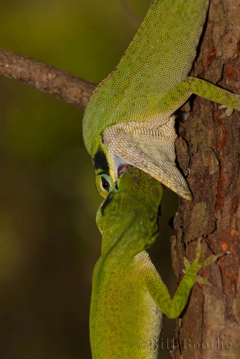 Lizard Wars! | Nature In Focus