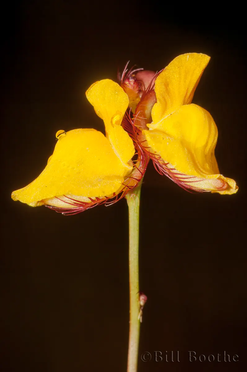 Fringed Bladderwort | Carnivorous Plants | Nature In Focus