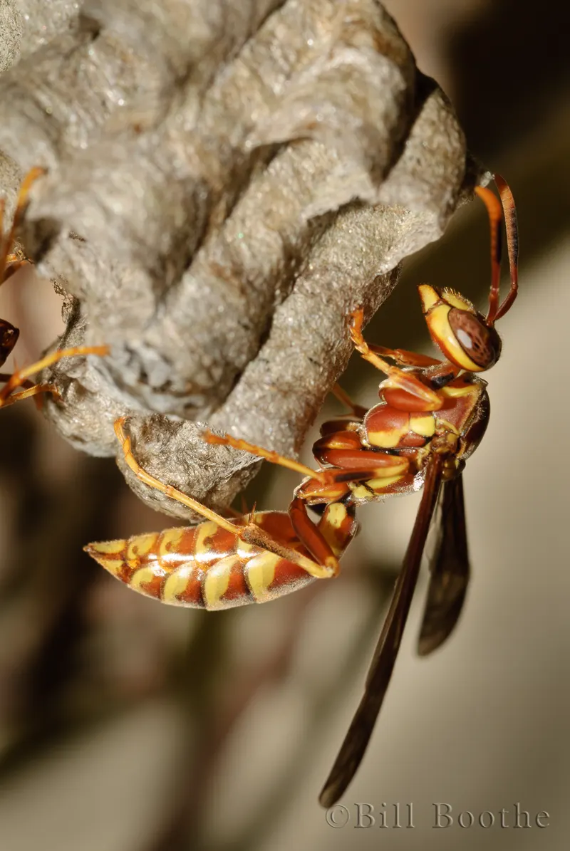 Paper Wasp | Wasps | Nature In Focus