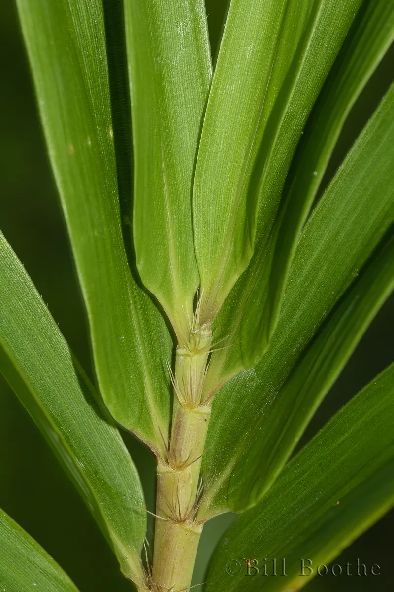 Switchcane | Grasses and Sedges | Nature In Focus